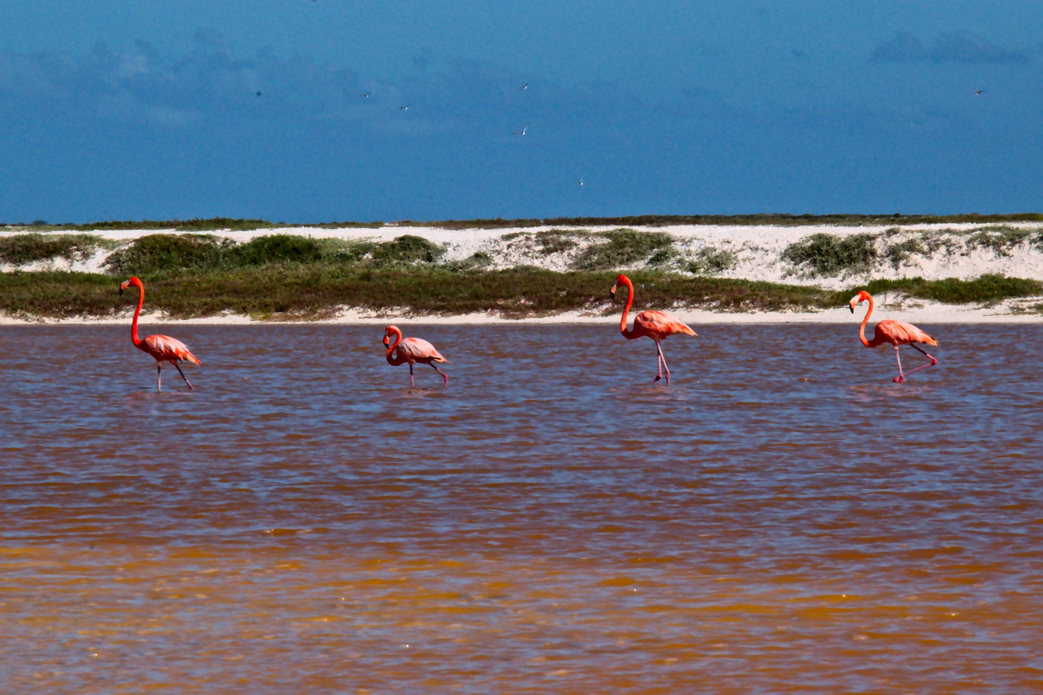 How To Visit the Pink Lakes of Las Coloradas, Mexico
