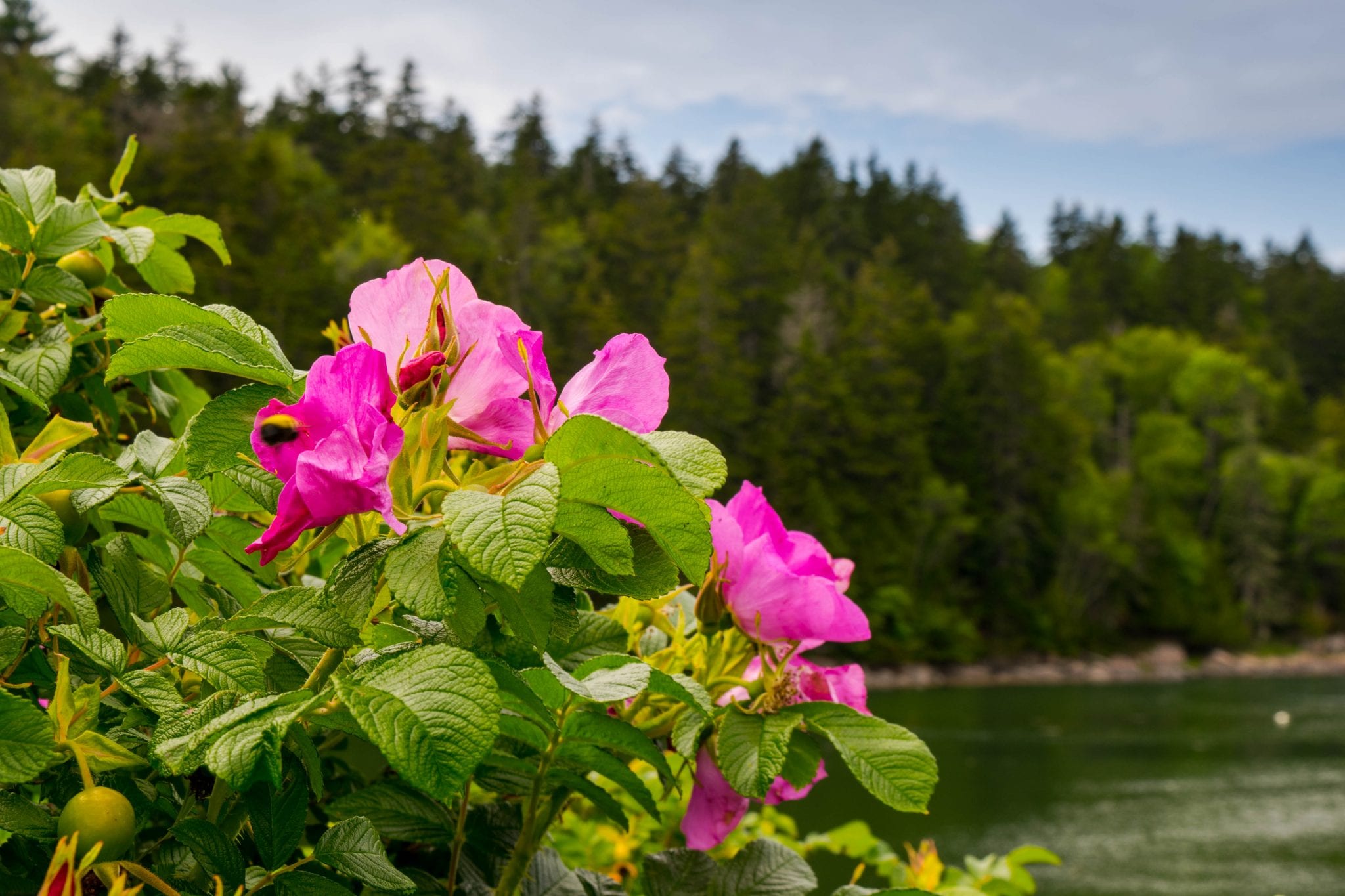 15 Amazing Things to Do in Acadia National Park - Our Escape Clause