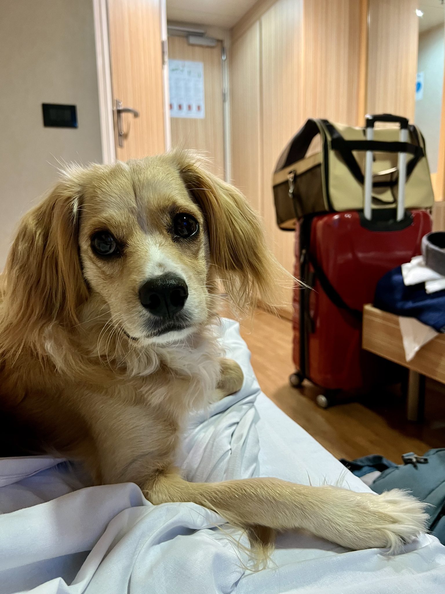 What's it Like to Take a Ferry From Barcelona to Rome? (Grimaldi Lines ...